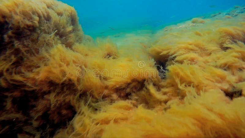 Underwater Rock Covered with Algae Stock Image - Image of aqua, ocean ...
