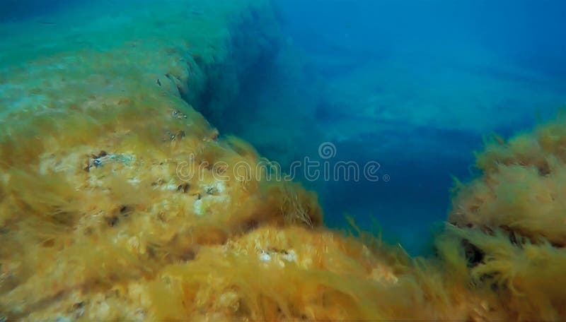 Underwater Rock Covered with Algae Stock Image - Image of caspian, deep ...