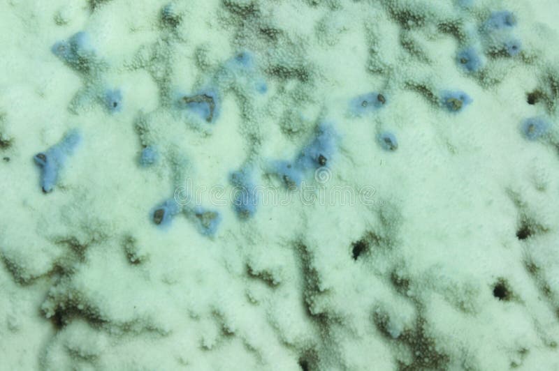 Underwater Rock Surface Texture Stock Photo - Image of aquatic, wild ...