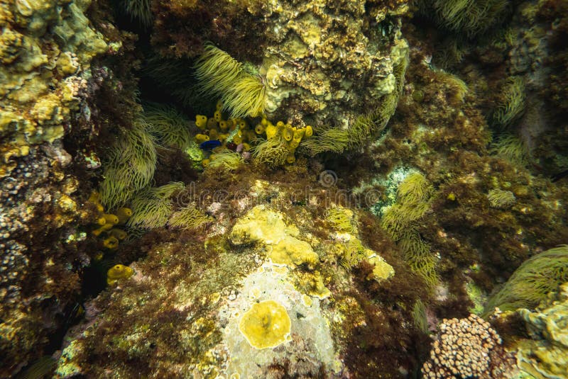 Underwater rocks stock image. Image of nature, background - 123364471
