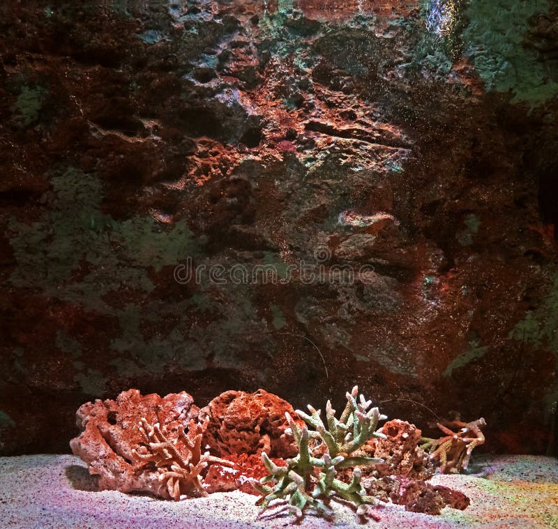 Underwater Scene in Aquarium with Coral and Reef Background Stock Photo ...
