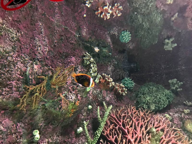 Underwater Scene of Bright Colored Tropical Fish Stock Image - Image of ...