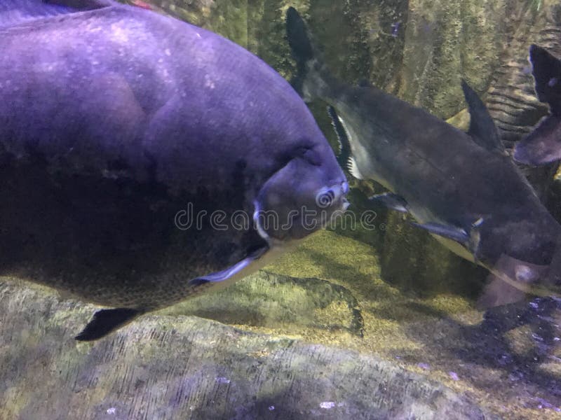Underwater Scene of Bright Colored Tropical Fish Stock Photo - Image of ...