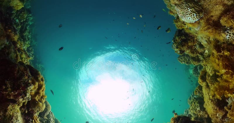 Underwater Scene with Tropical Fish and Coral Reef. Stock Video - Video ...