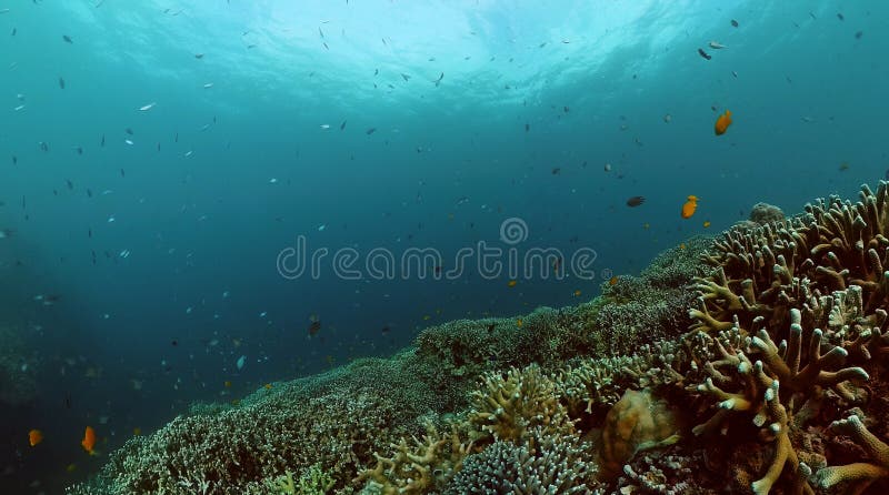 Underwater Scene with Coral Reef and Fish. Stock Photo - Image of ...