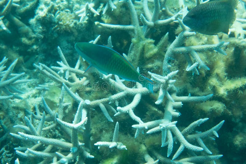 Underwater Scene with Reef and Tropical Fish Shoal World Landscape ...