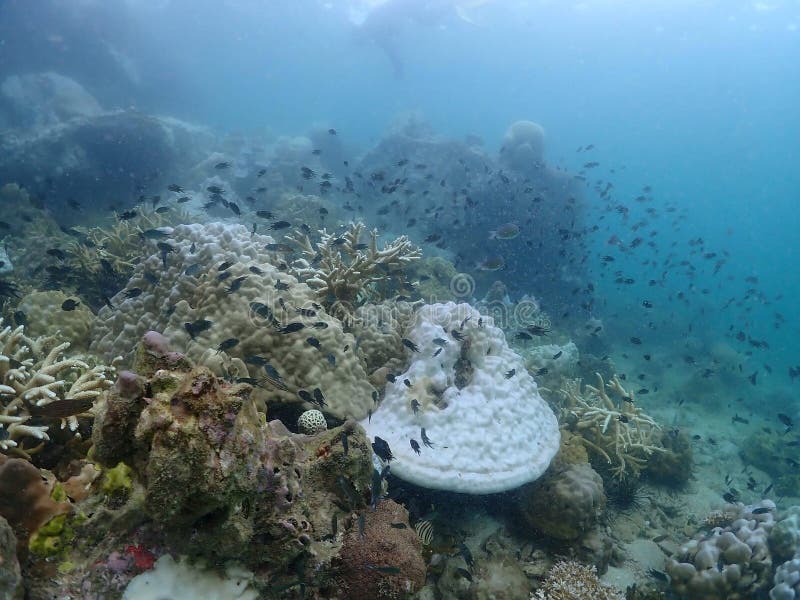 Underwater Scene of Coral Reef in Tropical Sea, Underwater Life Stock ...