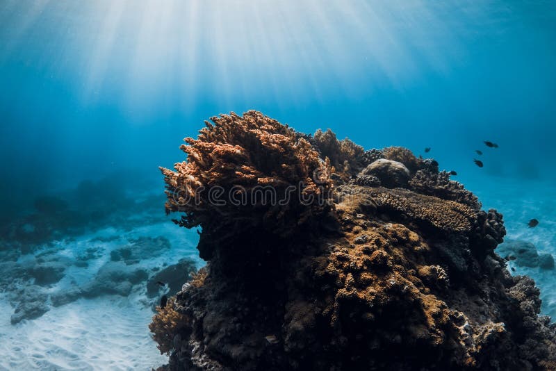Underwater Scene with Corals, Fish and Sun Rays in Blue Sea Stock Image ...