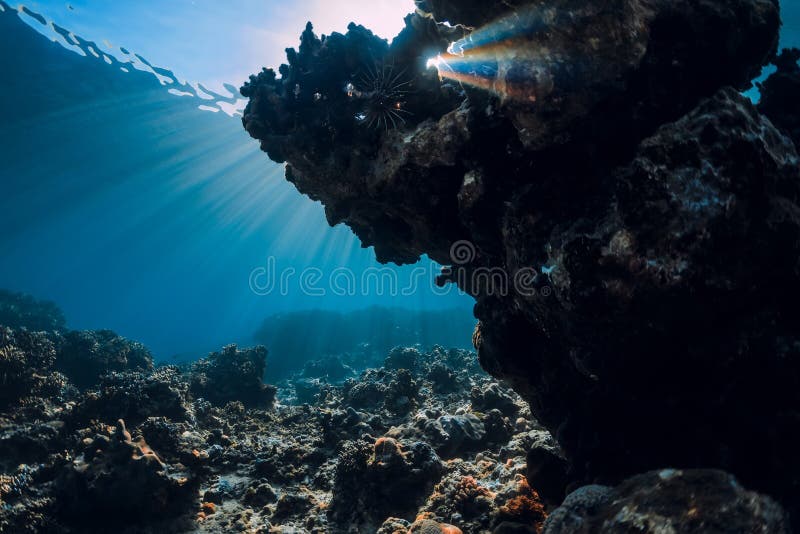 Underwater Scene with Corals, Fish and Sun Rays. Tropical Sea Stock ...