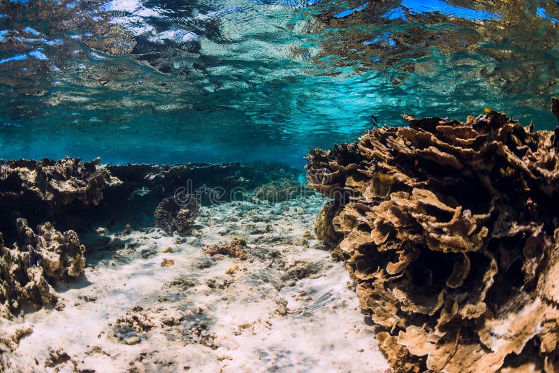 Underwater Scene with Corals and Fish in Tropical Ocean Stock Photo ...