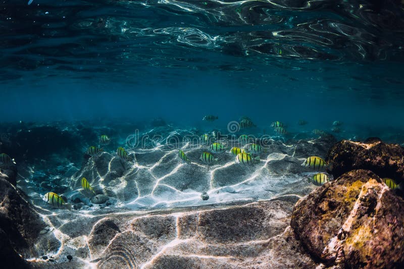 Underwater Scene with Corals and Striped Fish. Tropical Blue Sea Stock ...