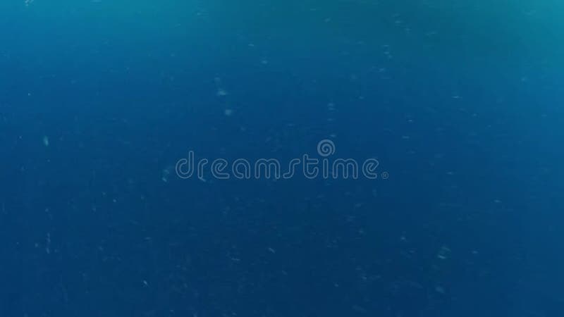 Underwater Scene with Floating Particles Plankton and Tiny Marinelife ...