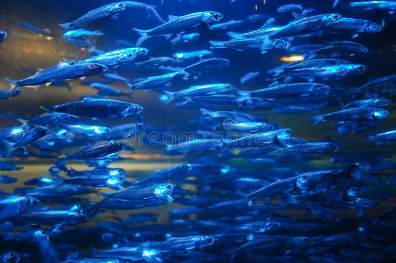 Underwater Scene of a Large School of Fish Swimming in the Deep Blue ...