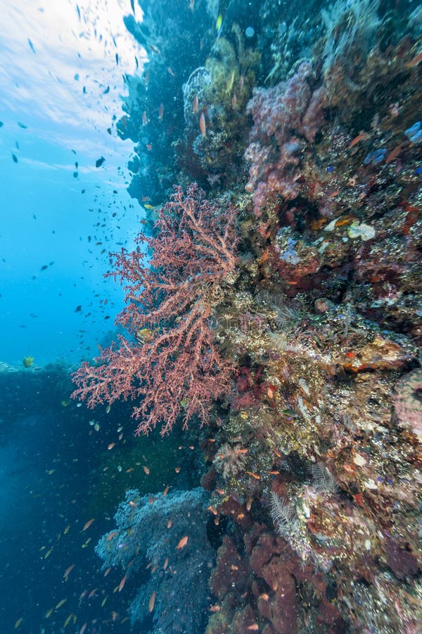 Coral Reef Off Coast of Bali Stock Photo - Image of marine, soft: 112778770
