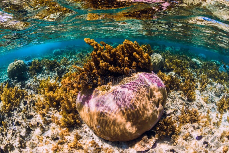Seaweed in the Coral and Sunset is the Best View Stock Image - Image of ...