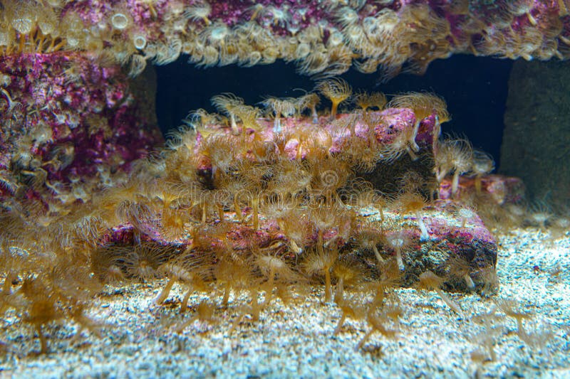 Underwater Scene Showcasing a Dense Colony of Marine Organisms Thriving ...