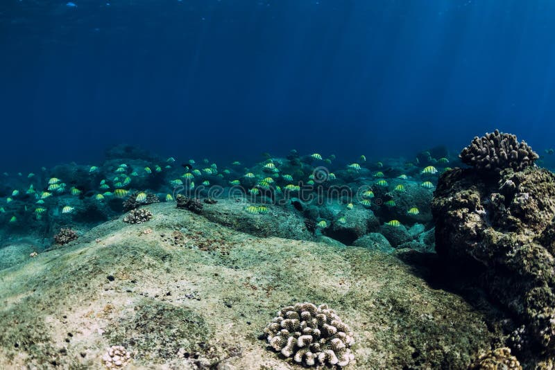Underwater Scene with Stones, Corals and Fish in Deep Sea Stock Image ...