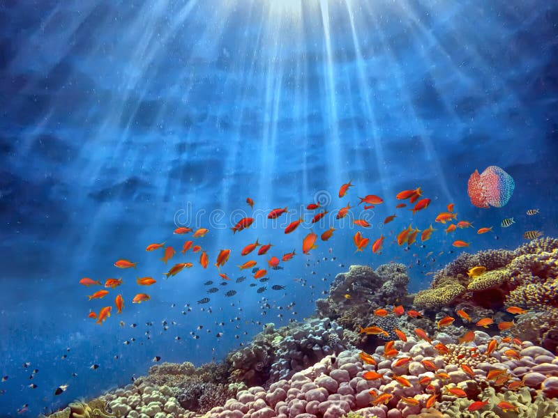 Underwater Scene with Coral Reef and Exotic Fishes Stock Photo - Image ...