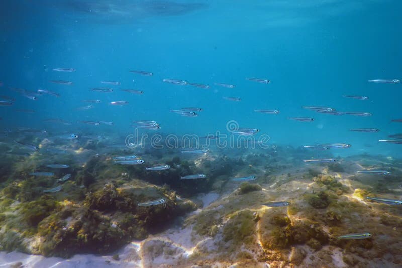 Underwater Scene Sunlight, Fish Underwater Life. Stock Photo - Image of ...