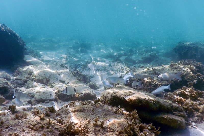 Underwater Scene Sunlight, Fish Underwater Life Stock Image - Image of ...