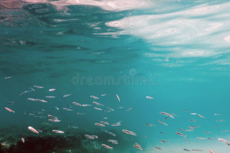 Underwater Scene Sunlight, Fish Underwater Life Stock Photo - Image of ...