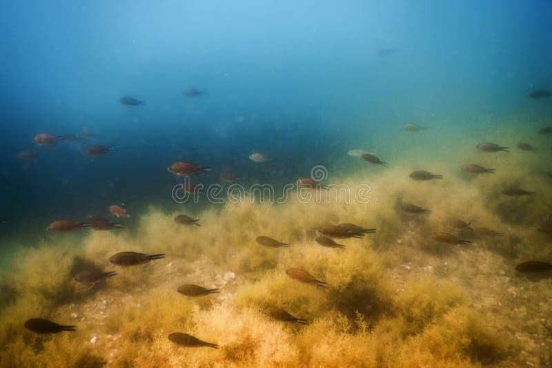 Underwater Scene Sunlight, Fish Underwater Stock Image - Image of ...