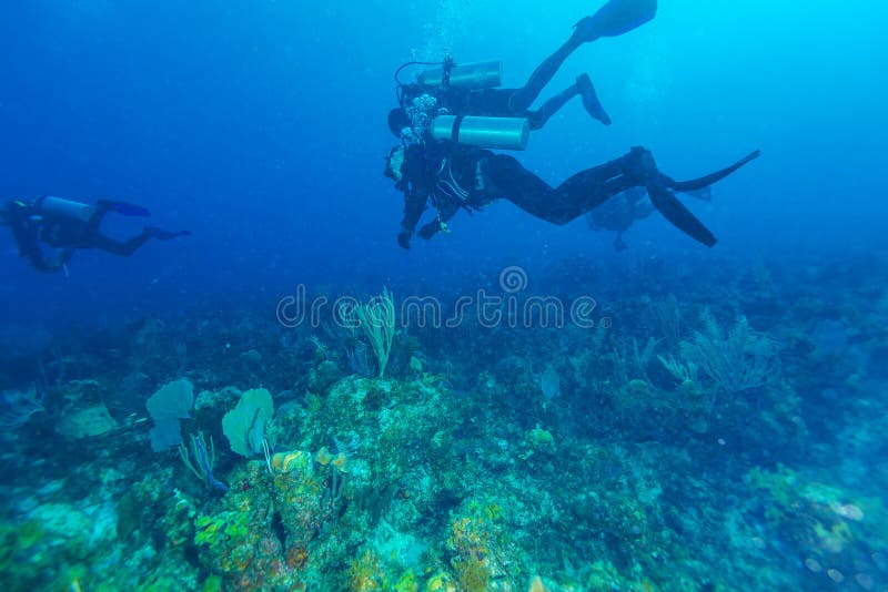 Three scuba divers stock photo. Image of travel, tropical - 15679652