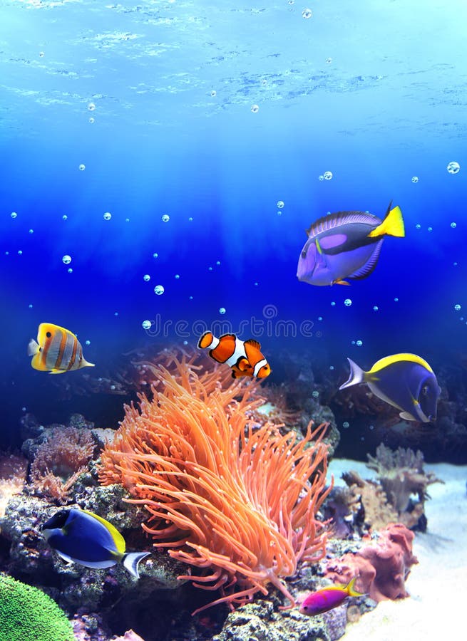 Underwater Scene with Tropical Fish Stock Image - Image of bluetang ...