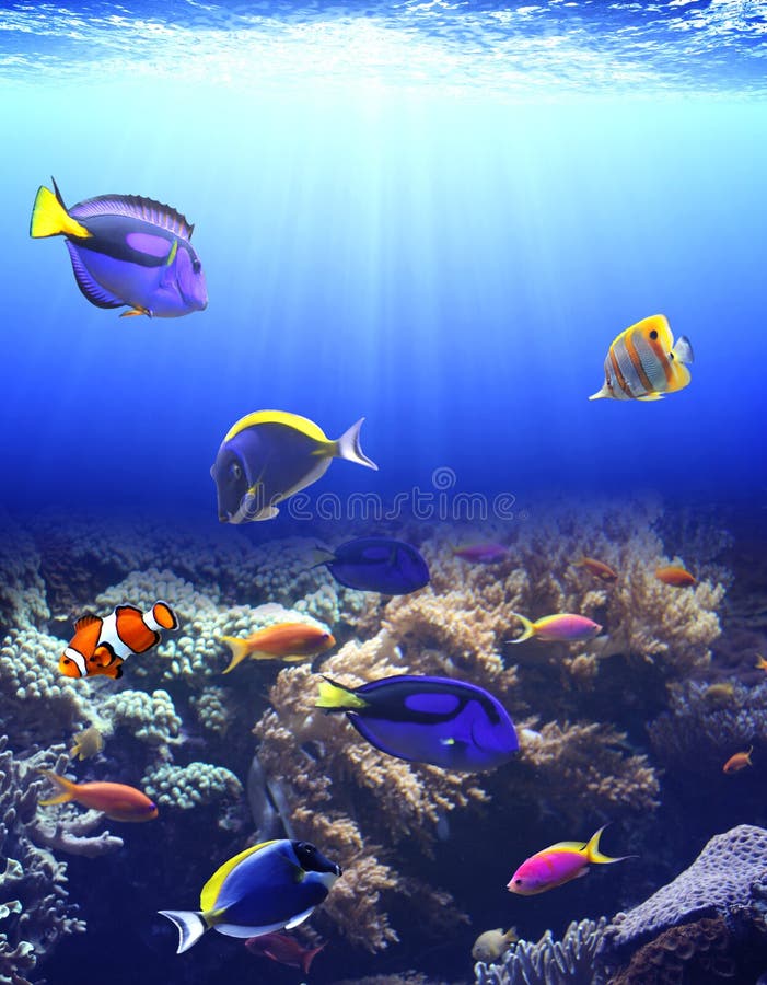 Underwater Scene with Tropical Fish Stock Image - Image of hepatus ...