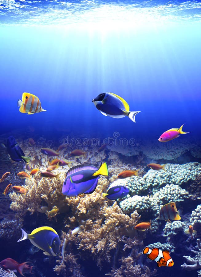 Underwater Scene with Tropical Fish Stock Image - Image of hepatus ...