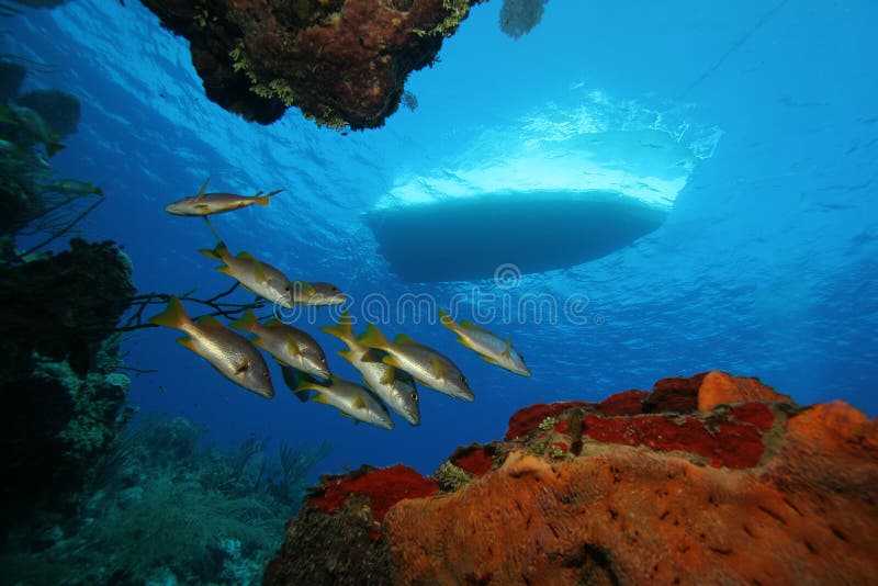 Underwater Scene of Tropical Fish and Boat Stock Photo - Image of coral ...