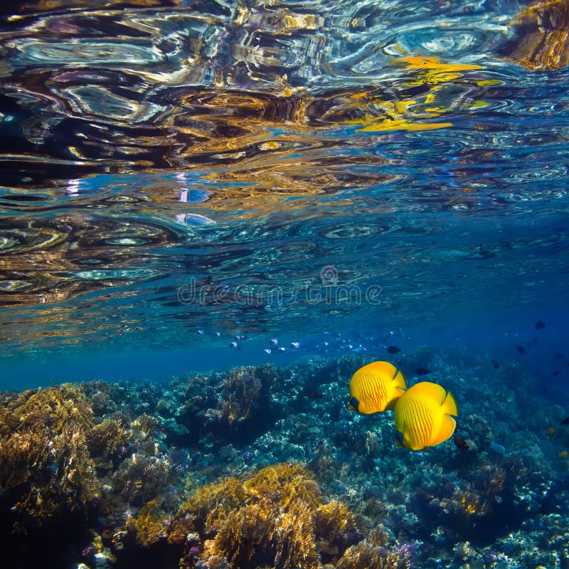 Water Sea Surface Full of Little Fish and Air Bubbles Stock Image ...