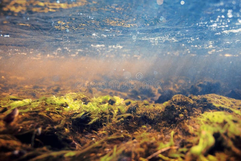River Underwater Rocks on a Shallow River Stock Image - Image of green ...