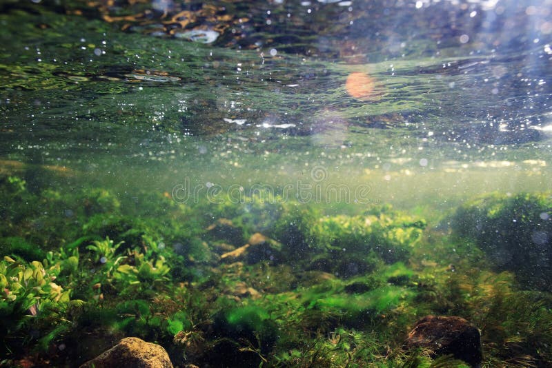 Underwater Scenery in Clear River Water Stock Image - Image of design ...