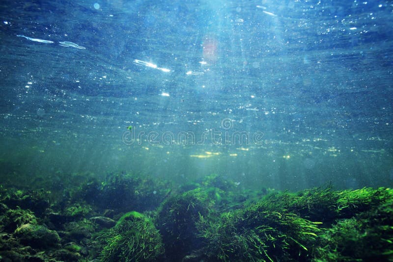 Underwater Scenery in Clear Water Stock Image - Image of grass, life ...