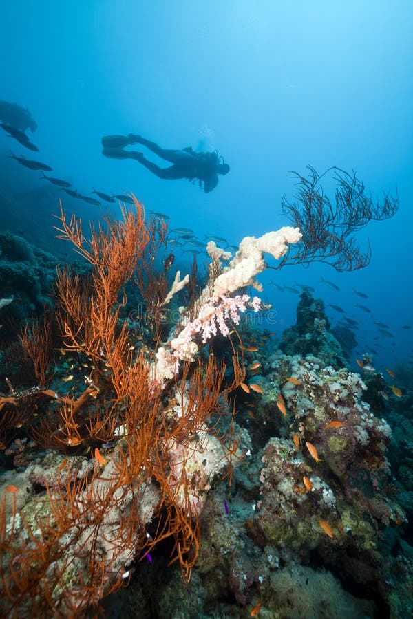 Underwater Scenery and a Diver in the Red Sea. Stock Image - Image of ...
