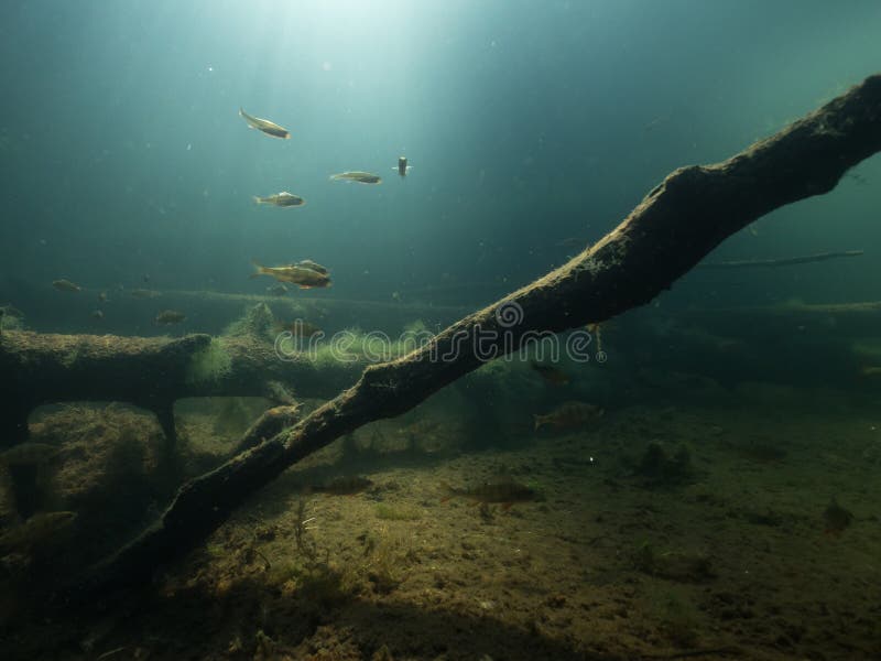 Underwater Scenery of Forest Lake with Sunken Trees and Perch. Stock ...