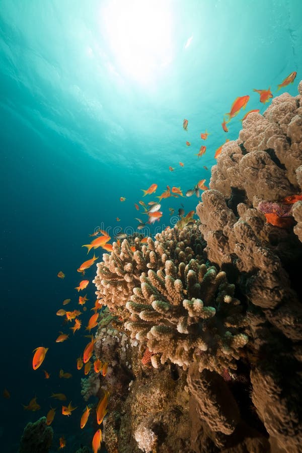 Underwater Scenery in the Red Sea. Stock Image - Image of rendered ...