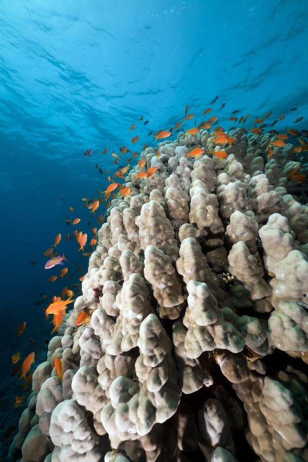 Underwater Scenery in the Red Sea. Stock Image - Image of idyllic, blue ...