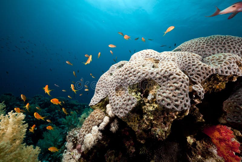 Underwater Scenery in the Red Sea. Stock Image - Image of scenes ...
