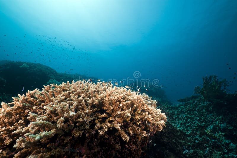 Underwater Scenery in the Red Sea. Stock Photo - Image of rolling ...
