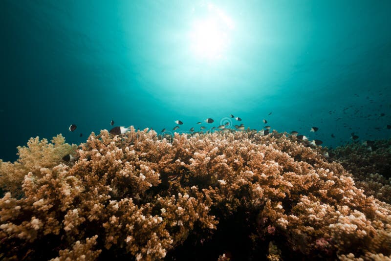 Underwater Scenery in the Red Sea. Stock Image - Image of sunbeams ...