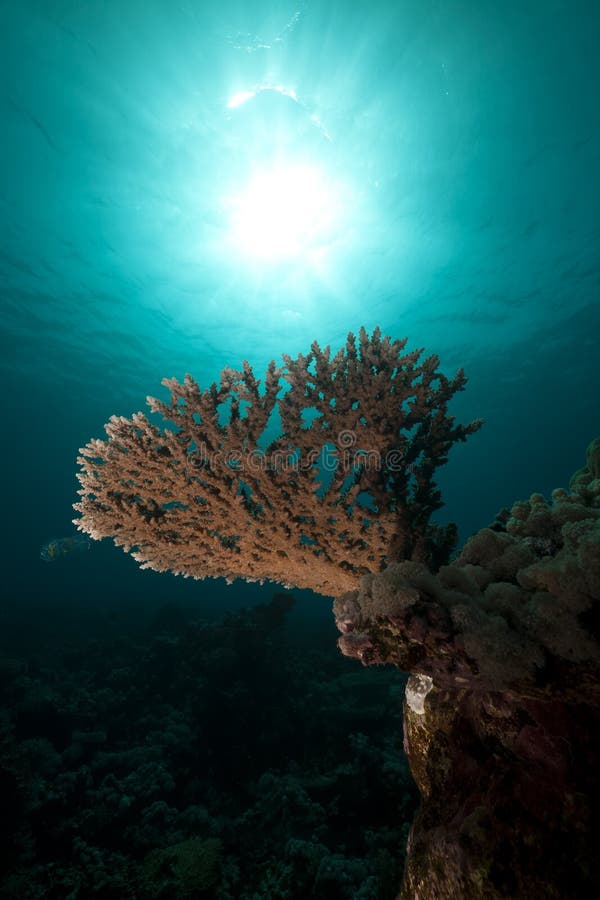 Underwater Scenery in the Red Sea. Stock Image - Image of color, sunray ...