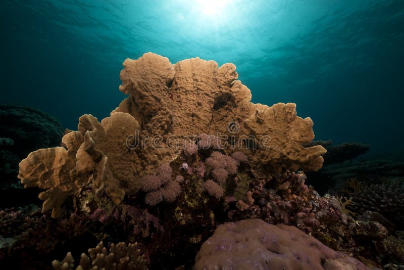 Underwater Scenery in the Red Sea. Stock Photo - Image of sunbeam ...