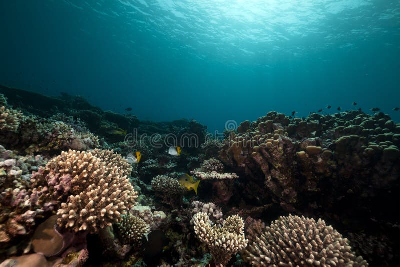 Underwater Scenery in the Red Sea. Stock Image - Image of serene ...
