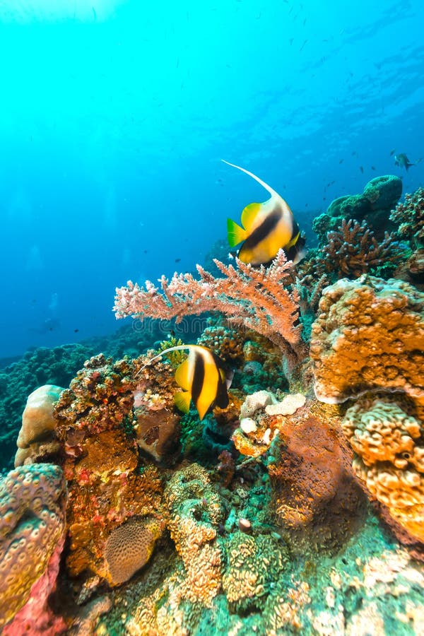 Underwater Scenery of the Red Sea. Stock Image - Image of aqua, beneath ...