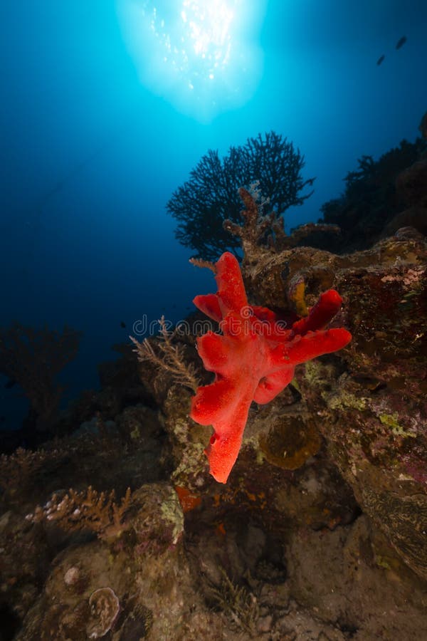 Underwater Scenery of the Red Sea. Stock Image - Image of aquatic ...