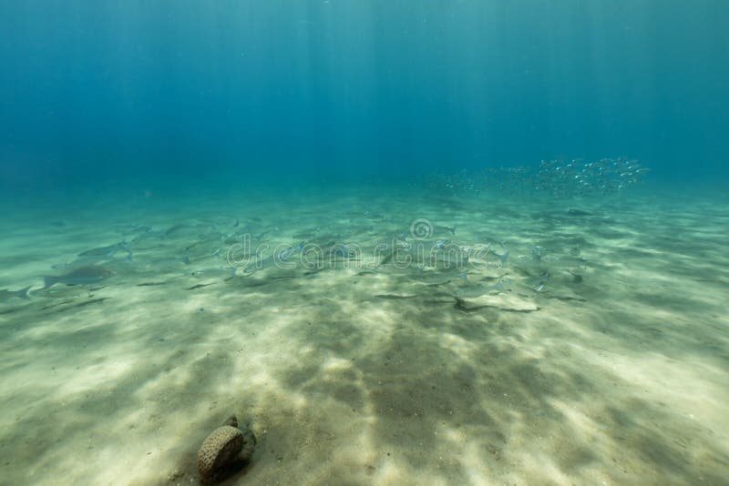 Underwater Scenery of the Red Sea. Stock Photo - Image of green ...