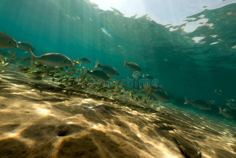 Underwater Scenery in the Red Sea. Stock Image - Image of exotic, life ...