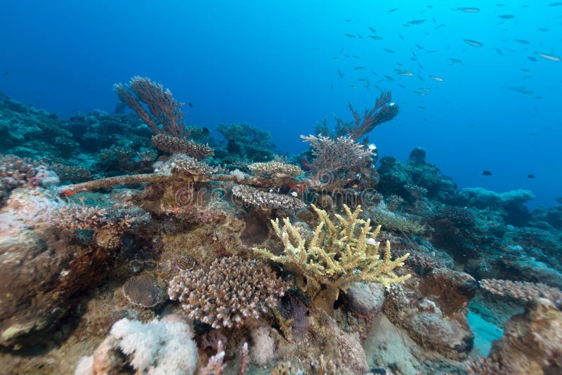 Underwater Scenery in the Red Sea. Stock Photo - Image of marine, color ...
